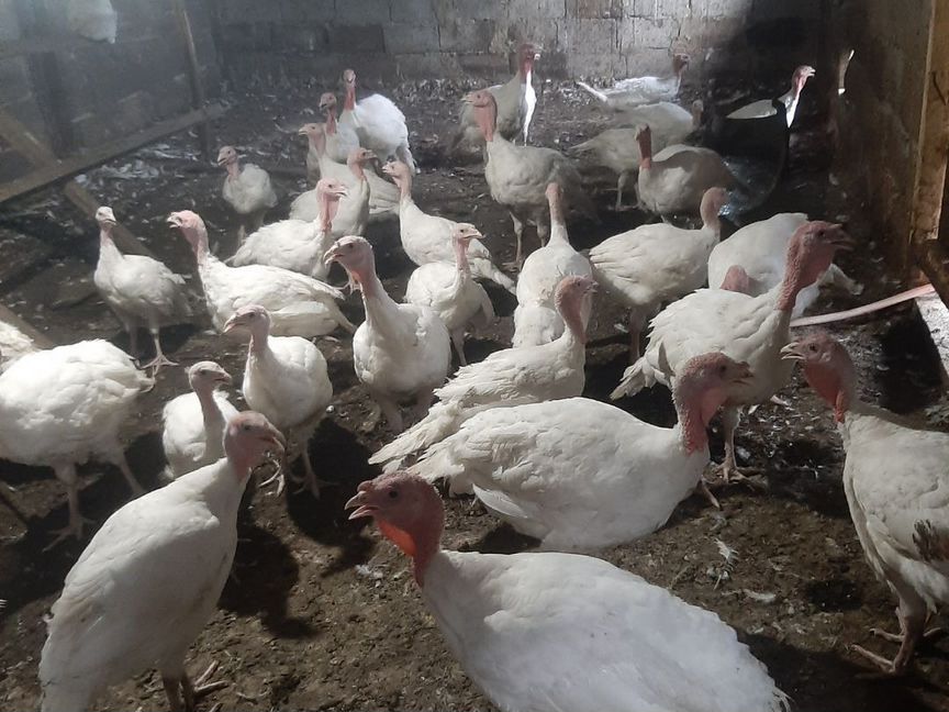 Индюки индюшата