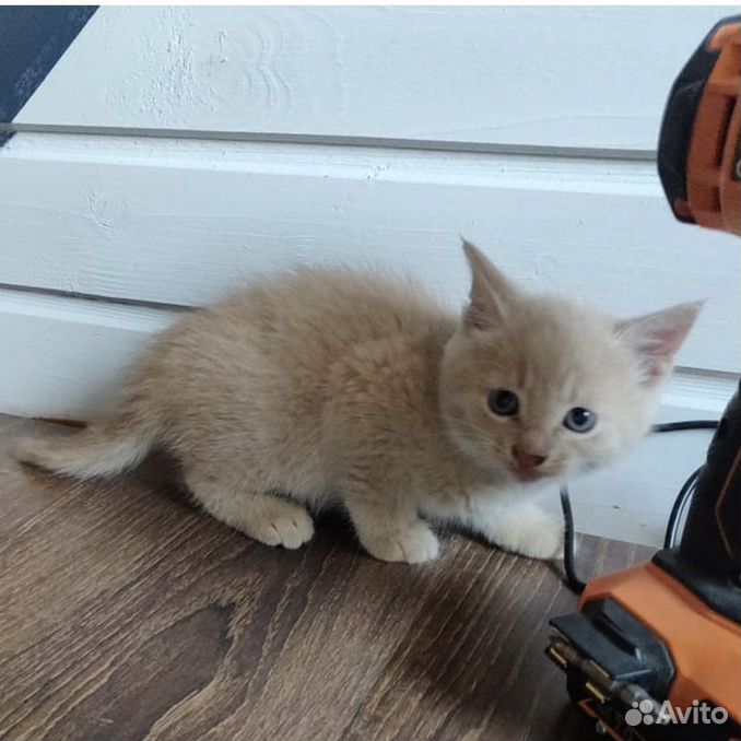 Палевый и серые крошки котята 1,5 месяца в дар