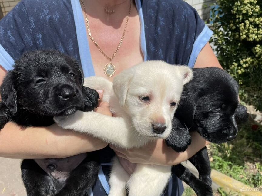 Щенки лабрадора