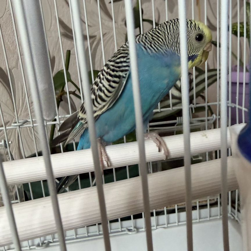 Волнистый попугай с клеткой