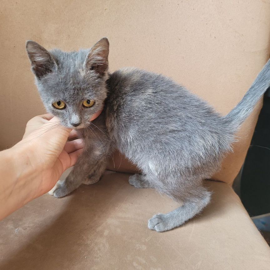 Котенок 2 месяца девочка