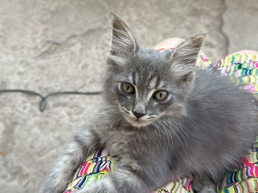 Котенок в добрые руки