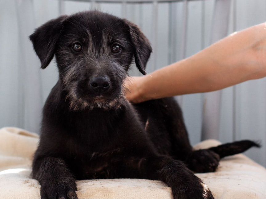 Щенок/Щенки в добрые руки/ в поиске дома