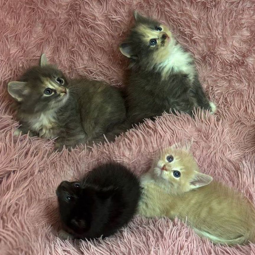 Милые Котята