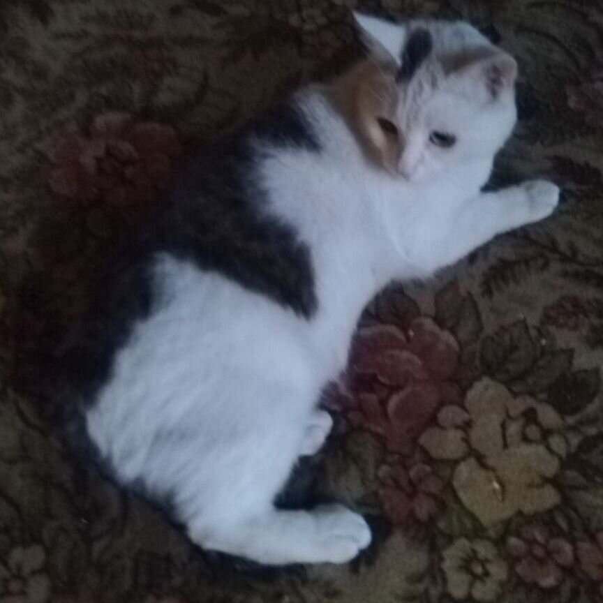 Взрослый кот в добрые руки