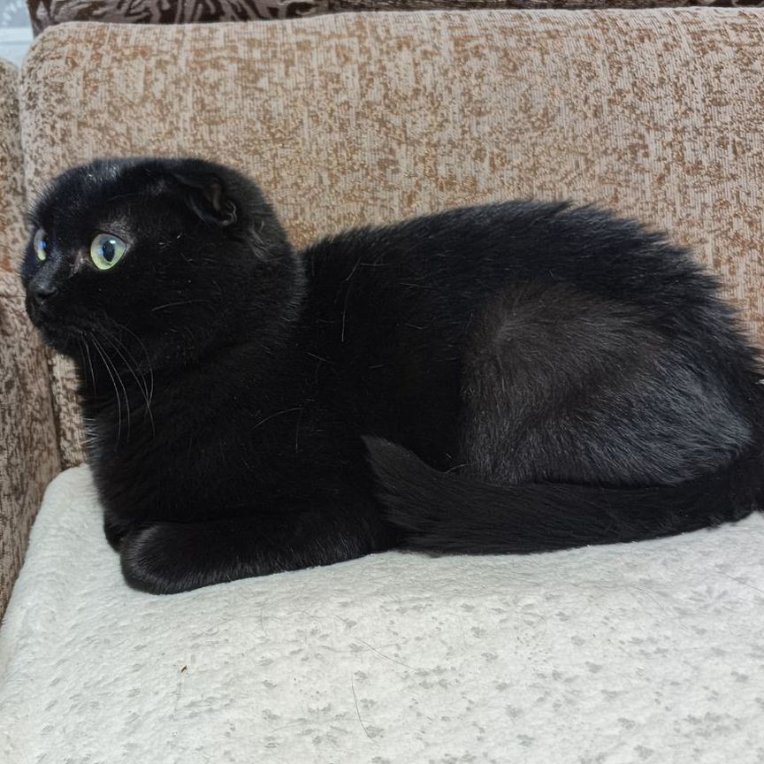 Шотландская вислоухая длинношёрстная, взрослая кошка