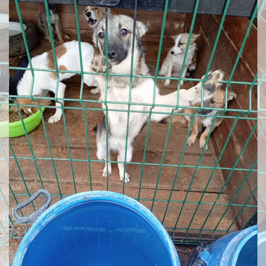 Щенки в добрые руки