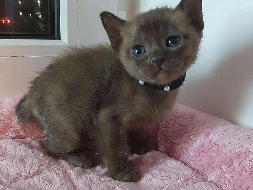 Бурманские котята