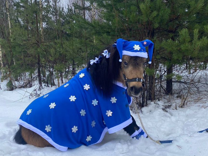 Комплект для пони