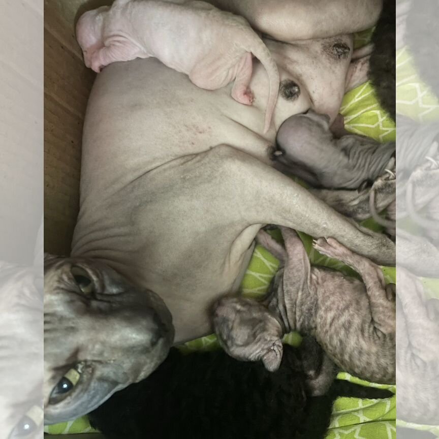 Донской сфинкс котёнок