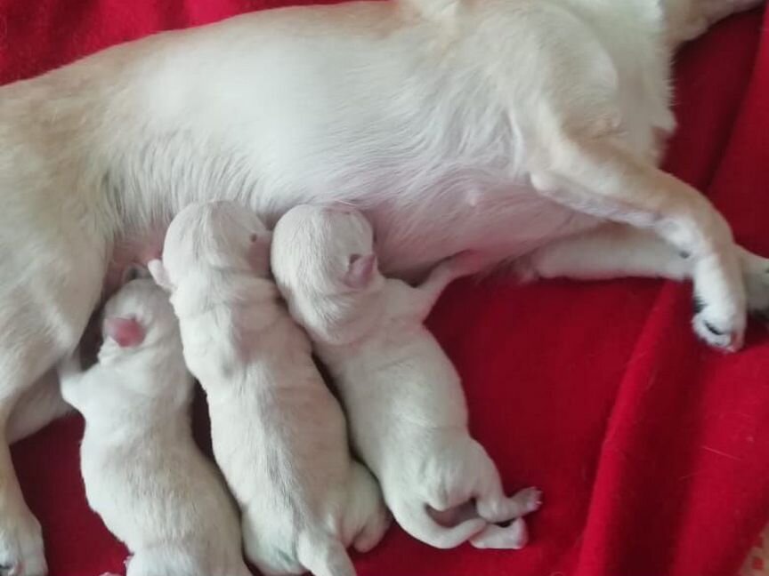 Чихуашки - разноцветные горошки