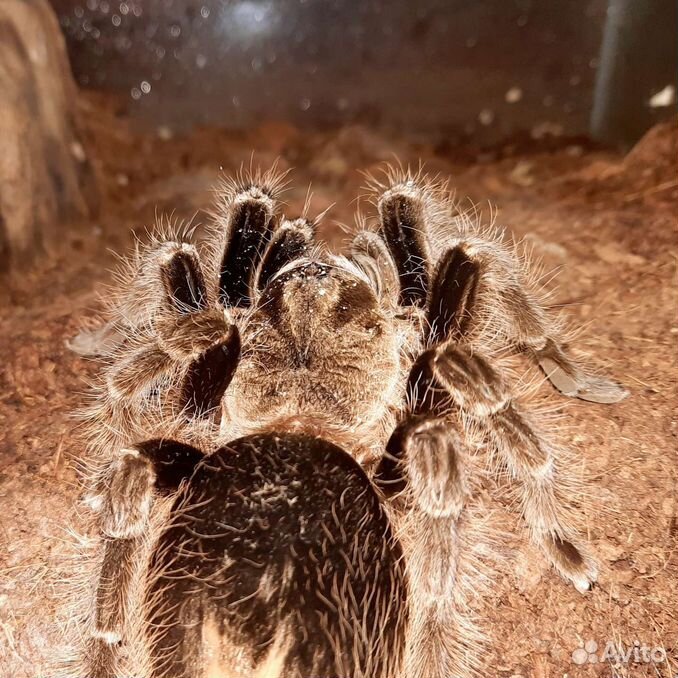 Паук птицеед