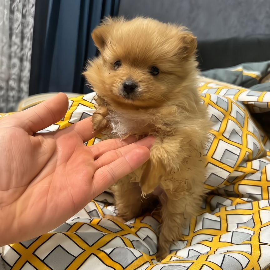 Померанский шпиц, щенок