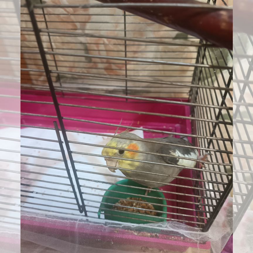 Говорящий попугай корелла