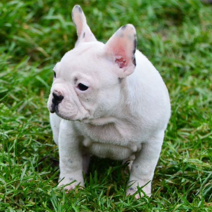 Французский бульдог, щенок