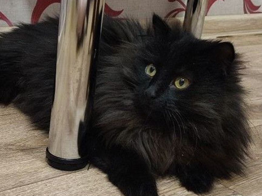 Пушистик Филя 2 года кастрирован