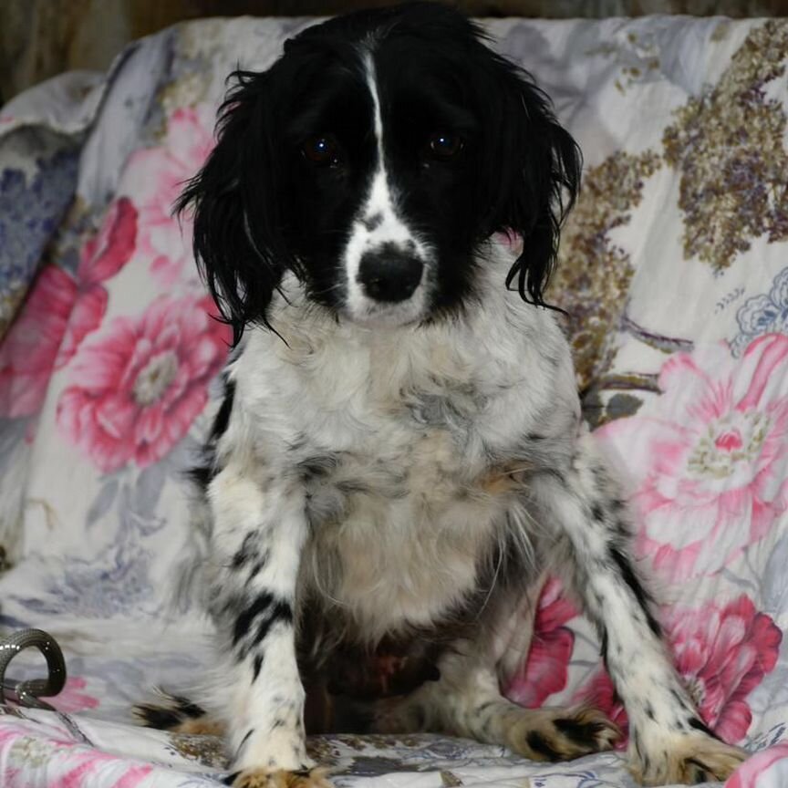 Русский охотничий спаниель, взрослая собака