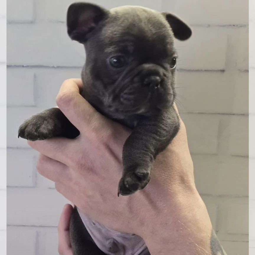 Французский бульдог, щенок