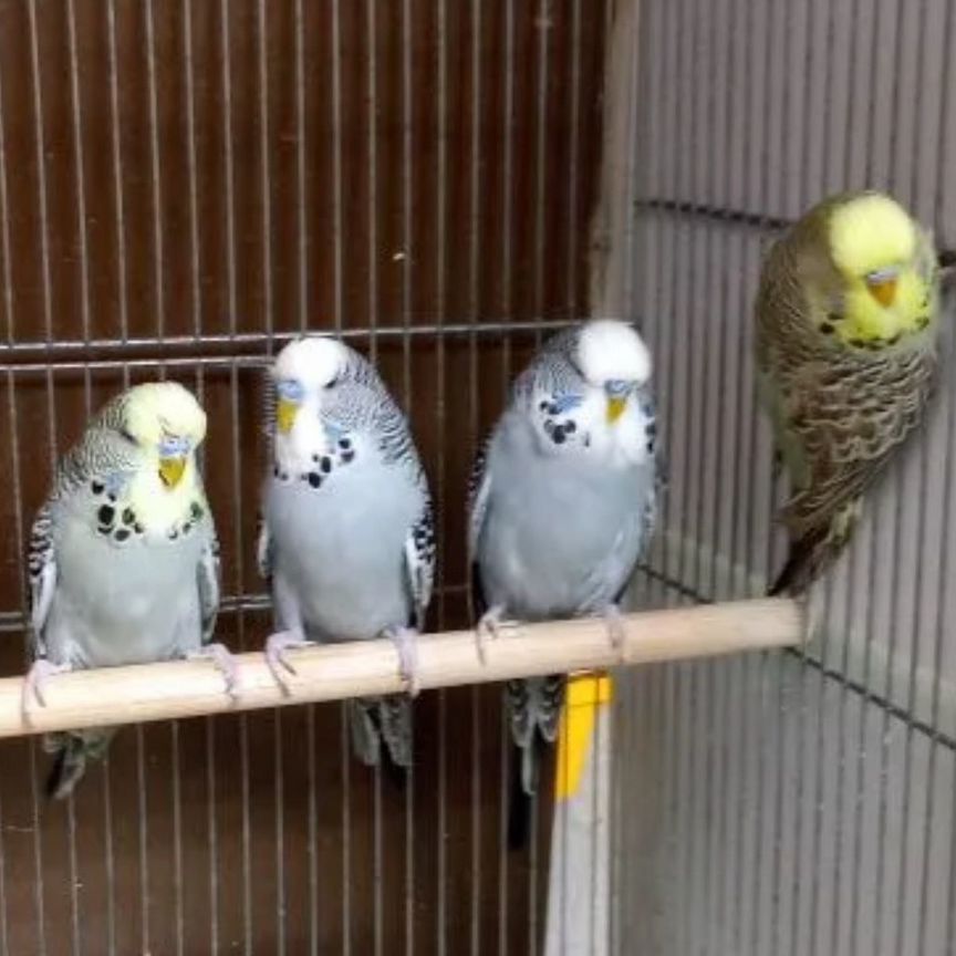 Волнистые попугаи чехи