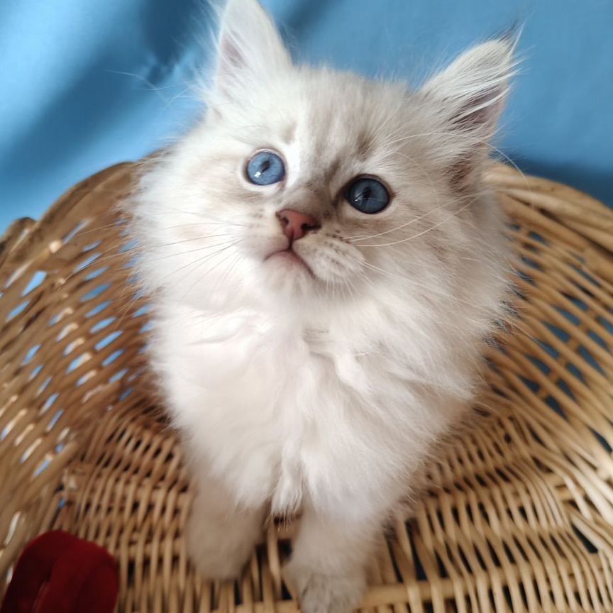 Невский маскарадный котёнок