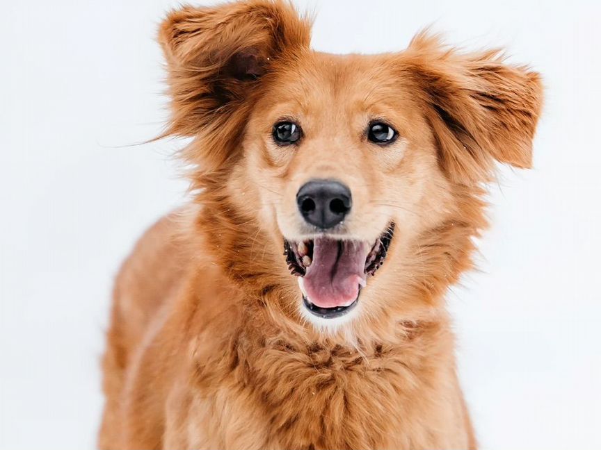 Дейзи в добрые руки