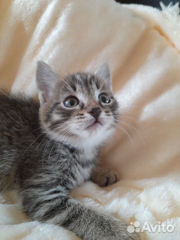 Пасхальные котятки в самые лучшие ручки