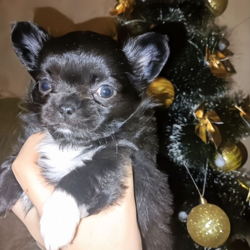 Чихуахуа, щенок