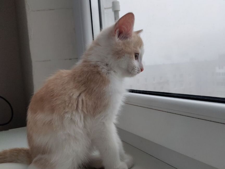 Милый котик в добрые руки