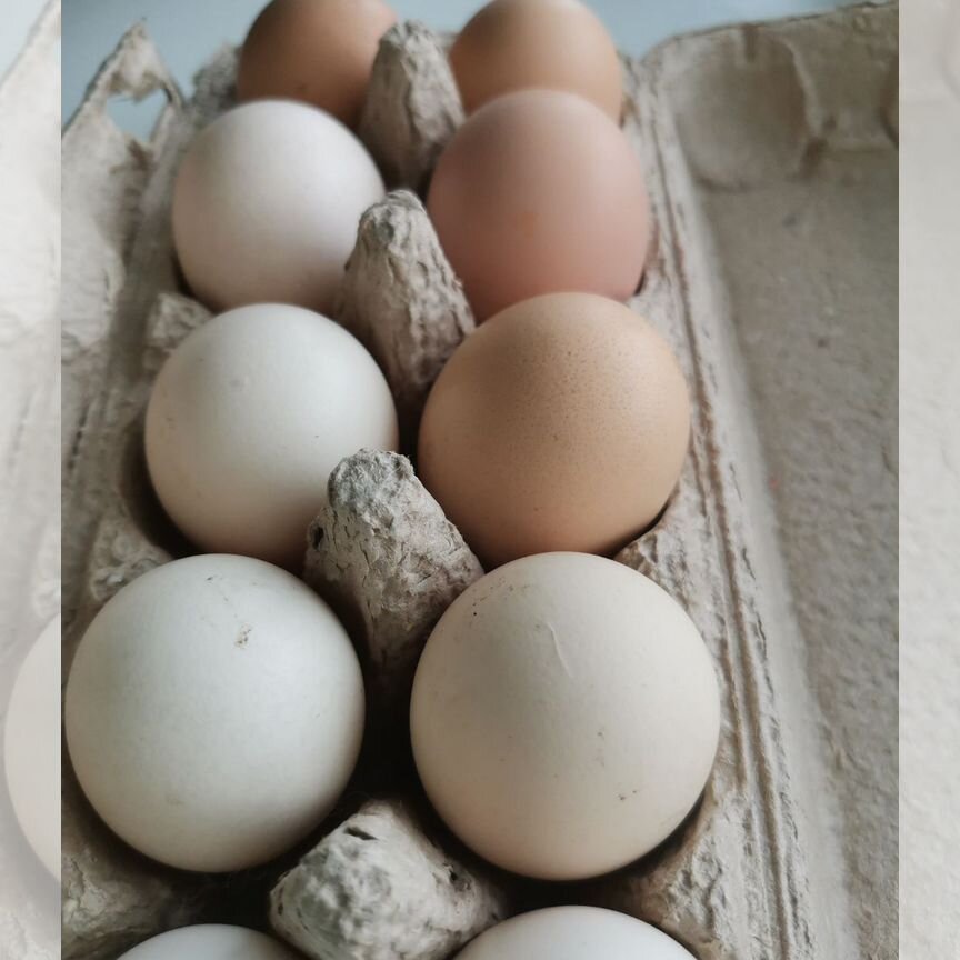 Инкубационное яйцо кур