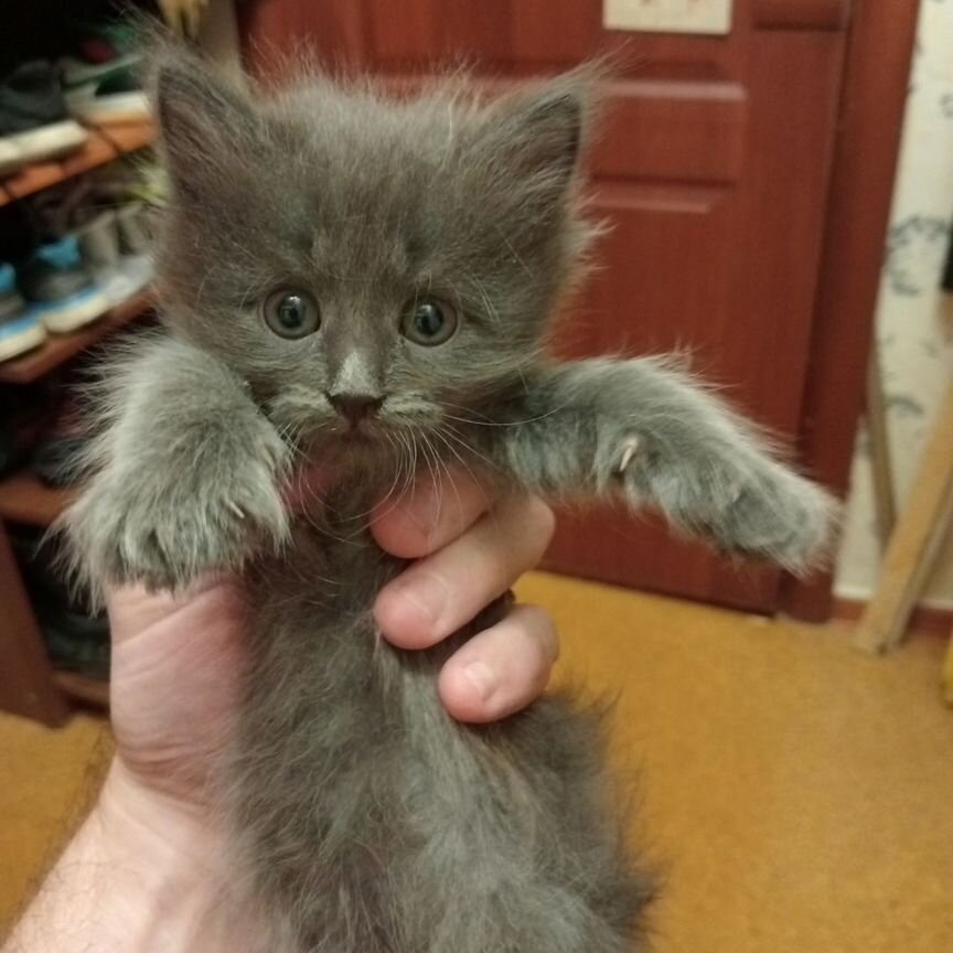 Котёнок девочка