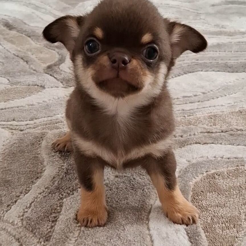 Чихуахуа, щенок