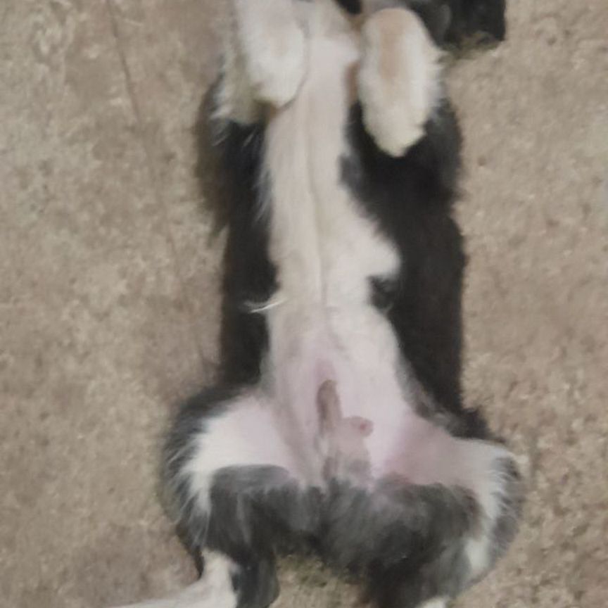 Отдам в добрые руки щенка