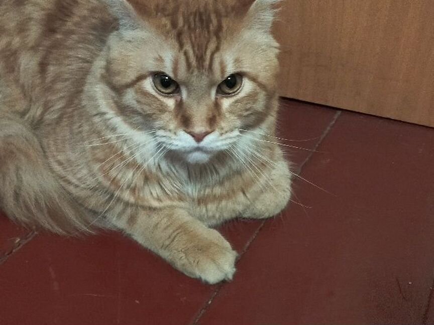 Котята мейн-кун