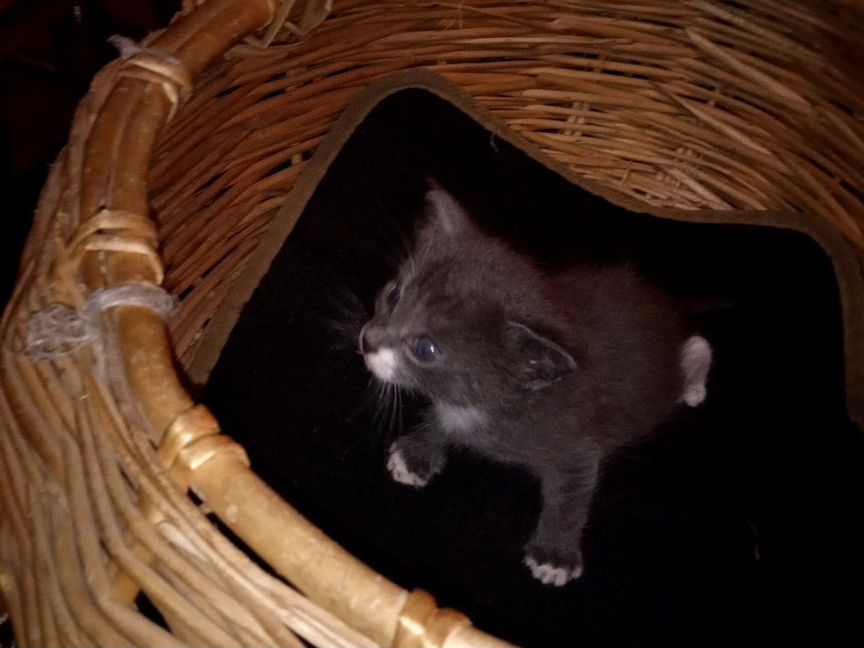Кошечка