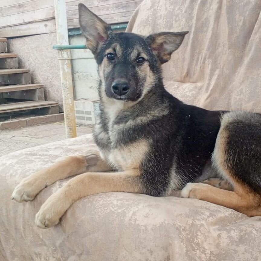 Туман, овчаренок 6 месяцев