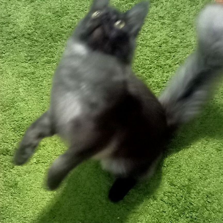 Домашние животные котята, Республика Башкортостан