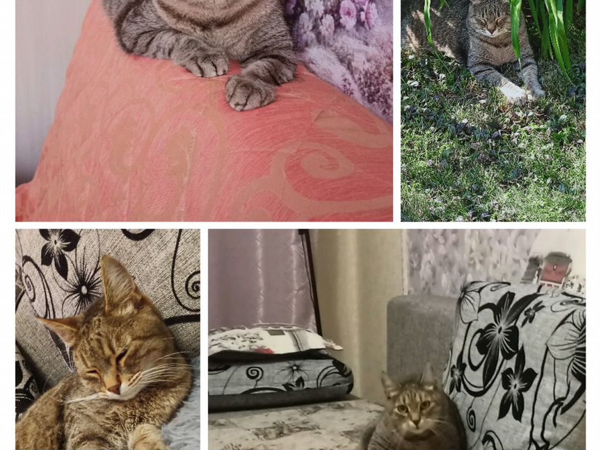 Отдам кота в добрые руки