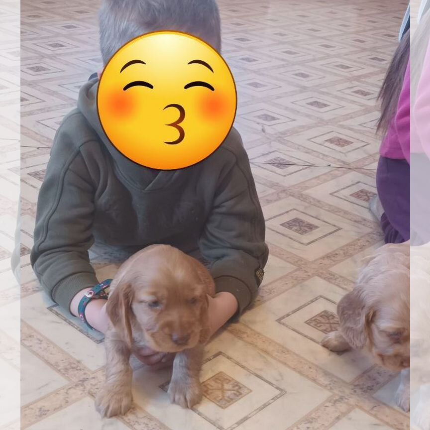 Английский кокер-спаниель, щенок