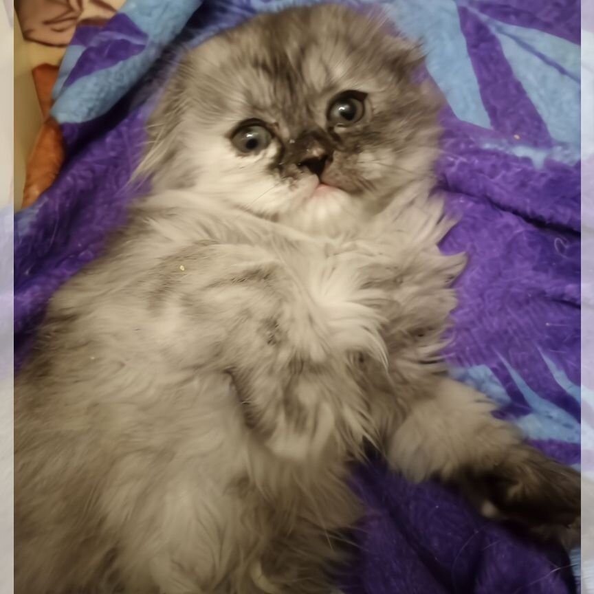 Шотландский вислоухий короткошёрстный котёнок