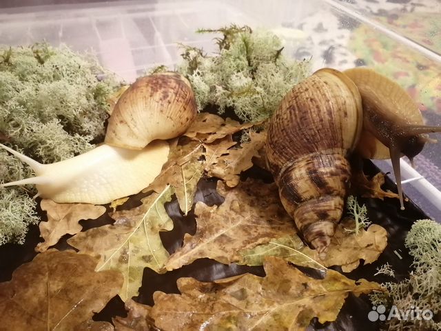 Улитята Ахатина Ретикулята альбино