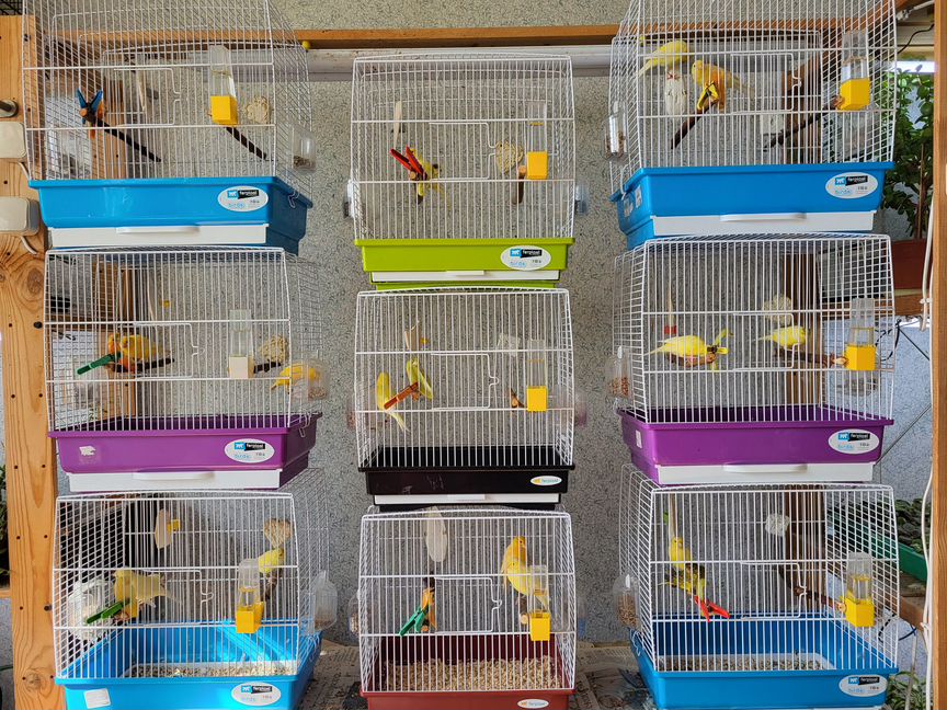 Канарейка, кенар