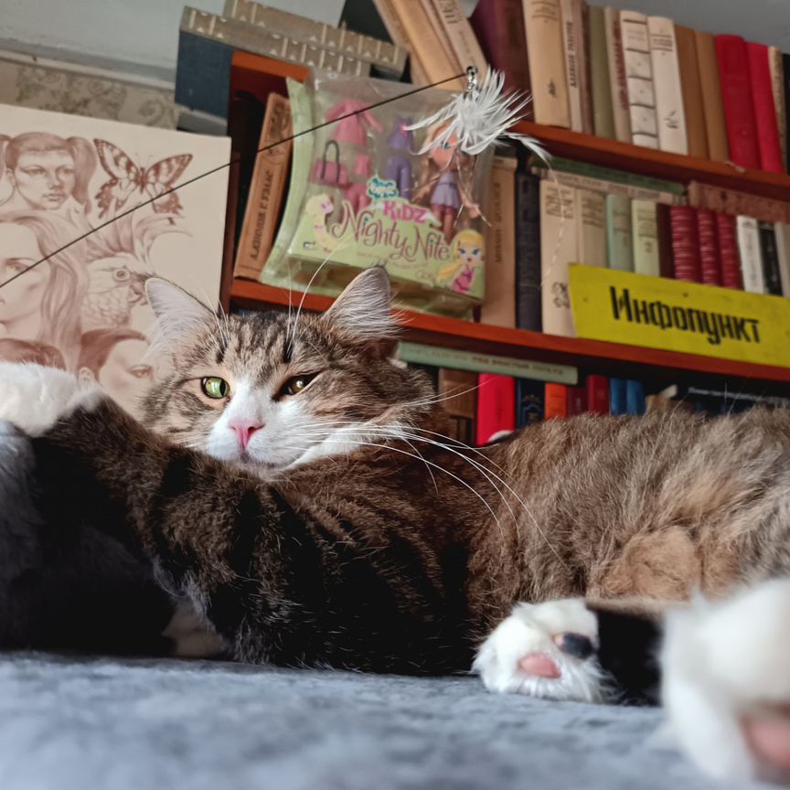 Взрослый кот в добрые руки