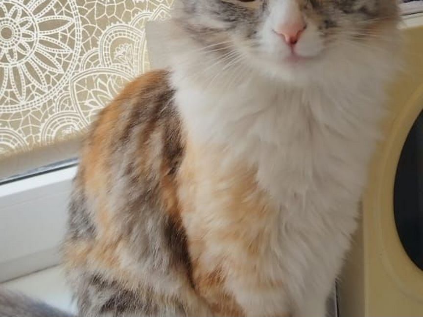 Котята в добрые руки приучены к лотку