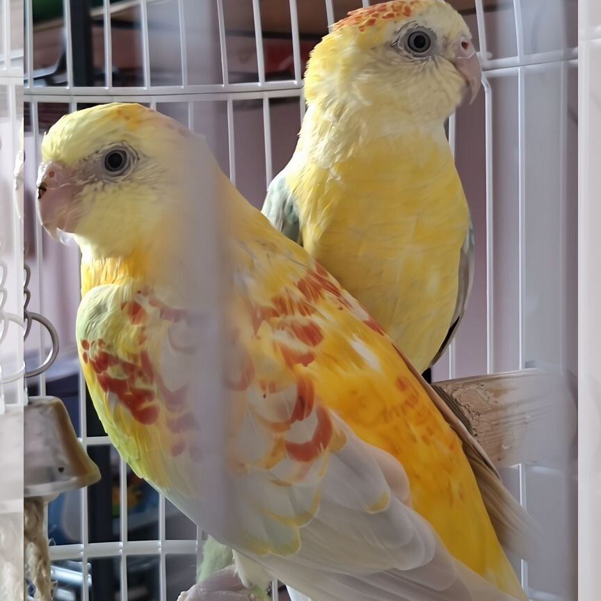 Пара певчих попугаев взрослая