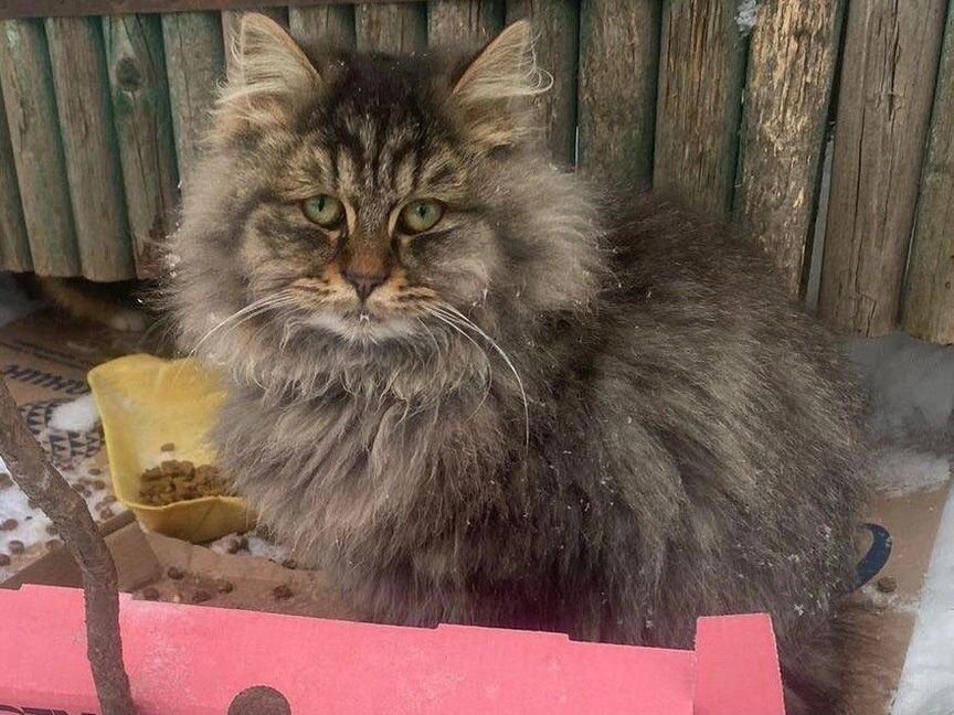 Красивые брошенки живут в бревнах в СНТ