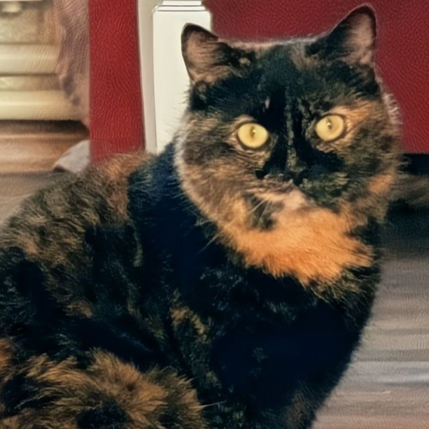 Британская короткошёрстная, взрослая кошка