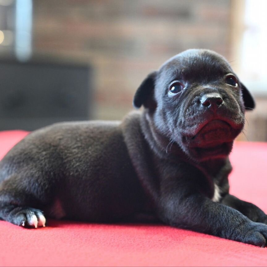 Стаффордширский бультерьер, щенок