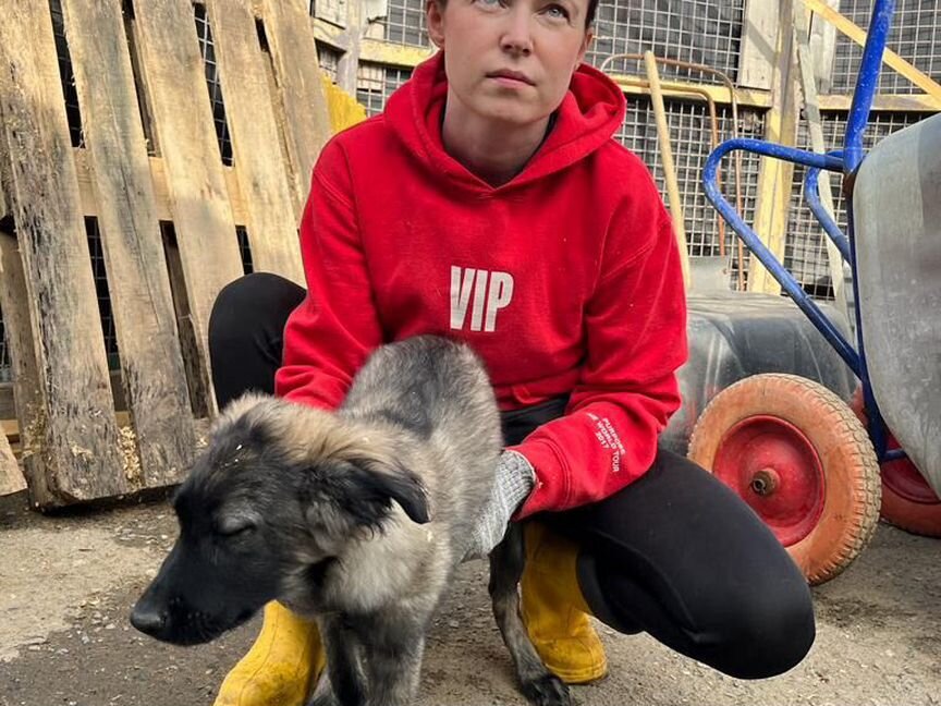 Щенок инвалид из приюта