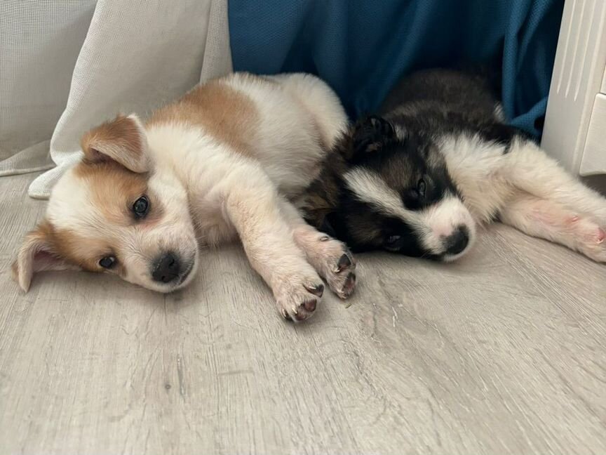 Мальта и Пух ищут дом