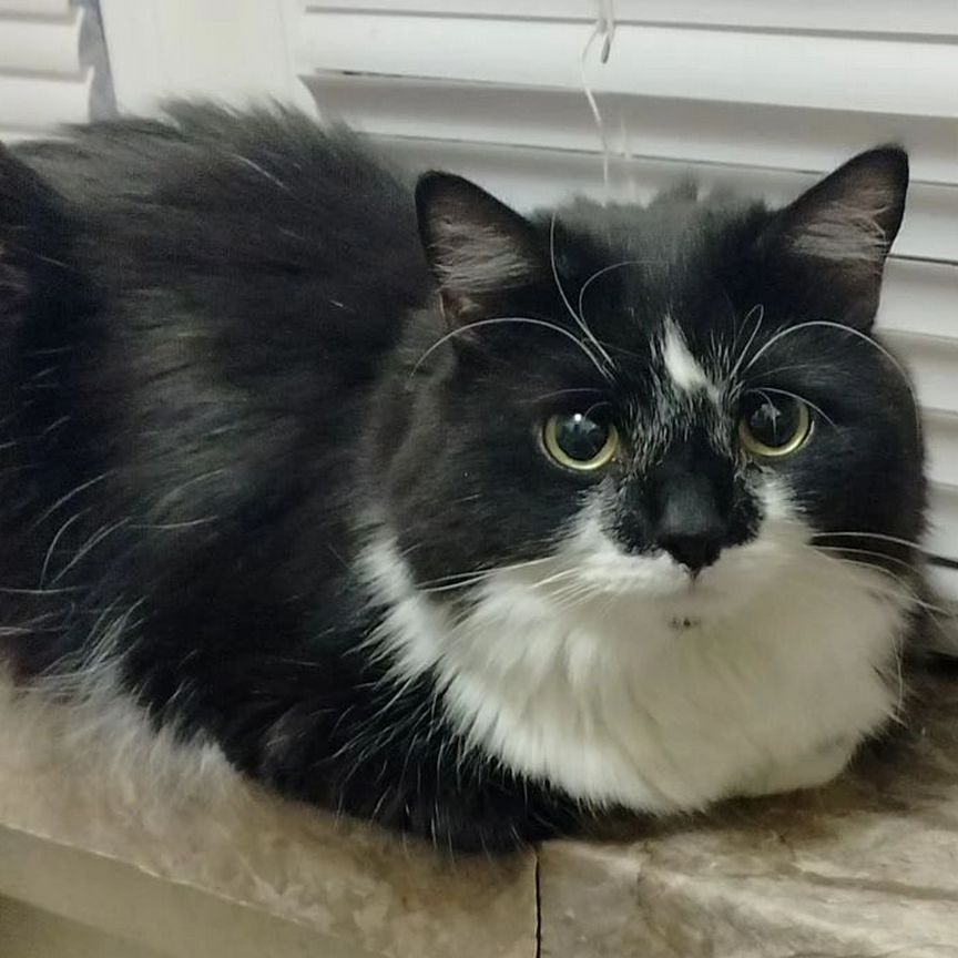 Взрослая, кошка в добрые руки